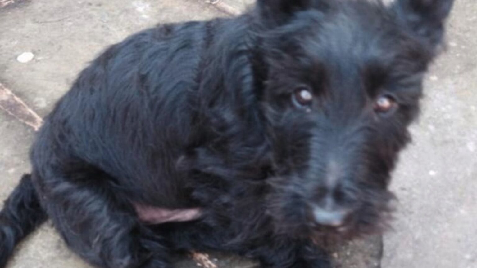 Jeremy Clarkson beskyldes for at give hund ‘racistisk navn’.